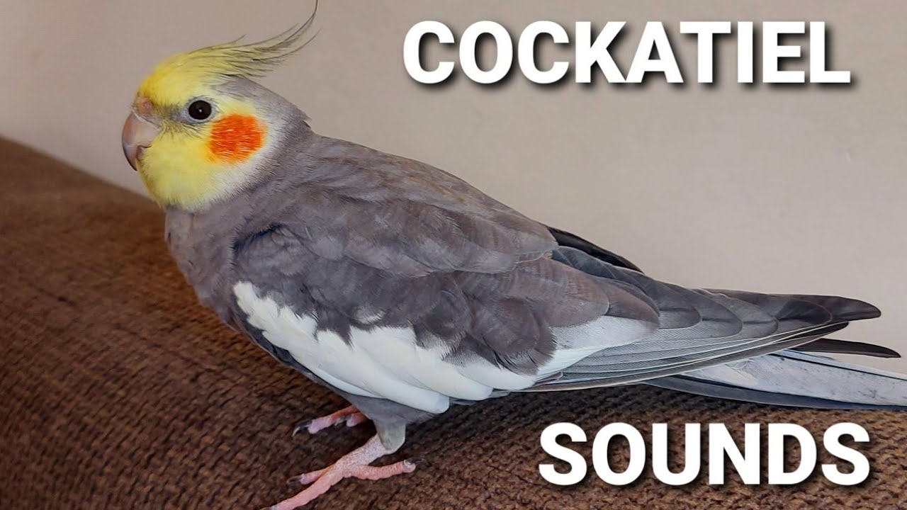 This Is What Happens When I Leave My Birds Alone - YouTube