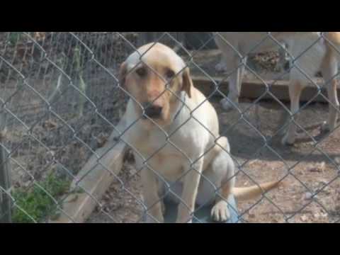 Golden Huggs Rescue '09 - YouTube