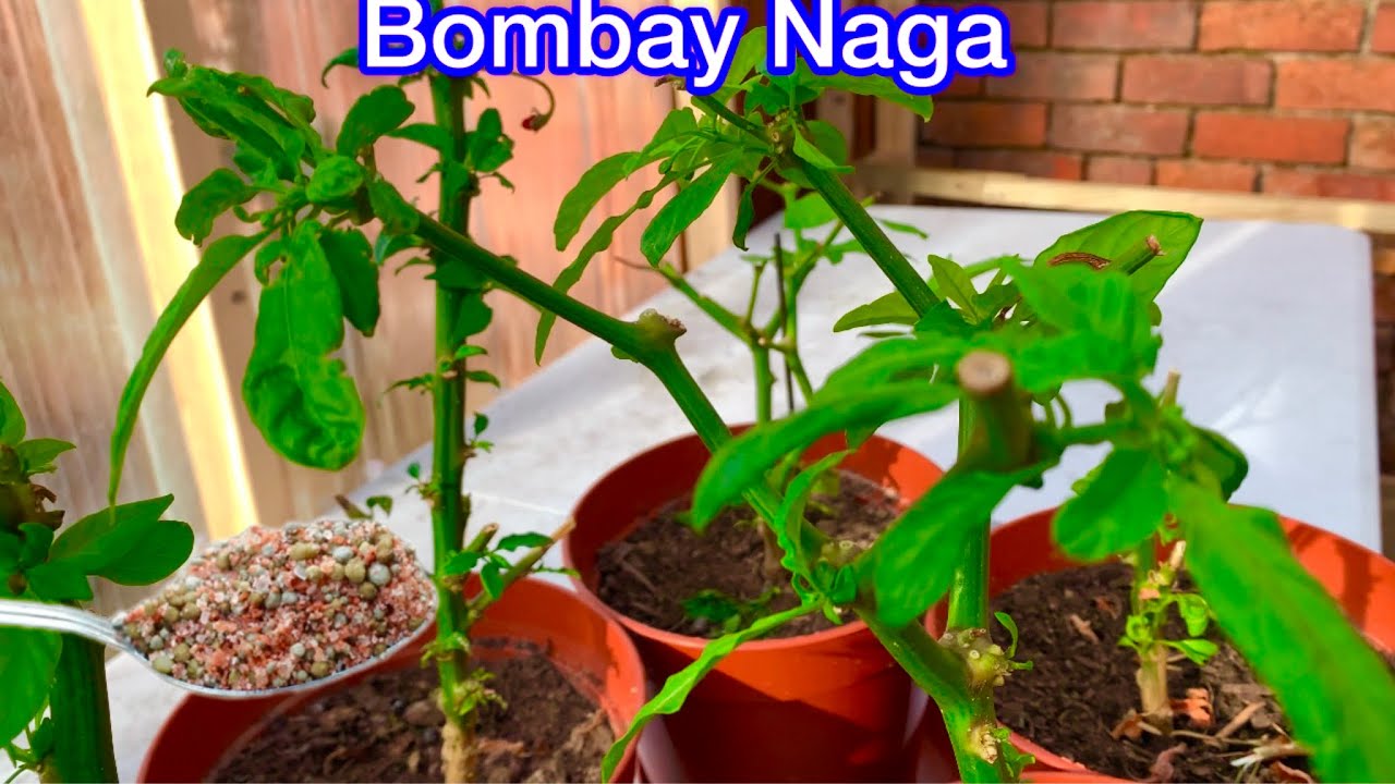 How do I take care of my overwinter Bombay naga chilli (Naga Morris ...