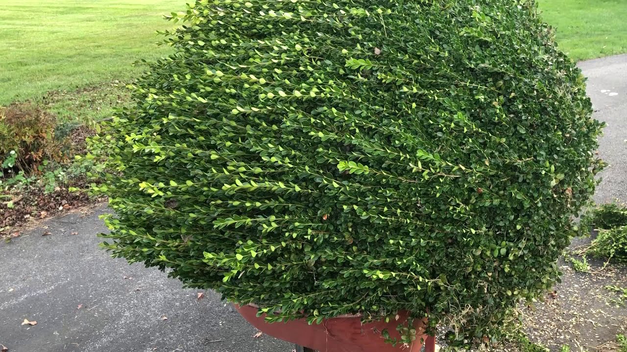 How to: Remove a 24 Year Old Boxwood - Root flair and size preventing ...