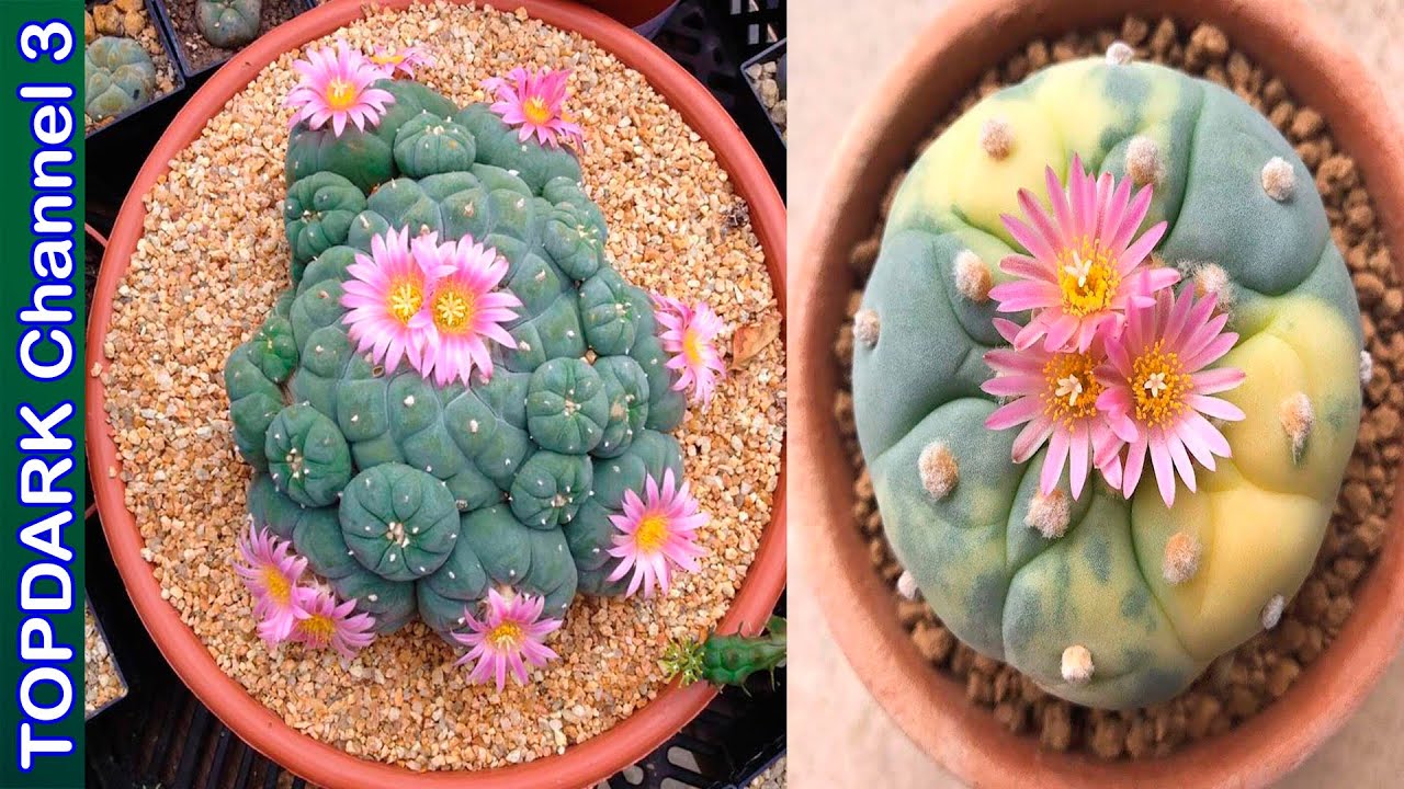 10 Lindas variedades de Lophophora - YouTube