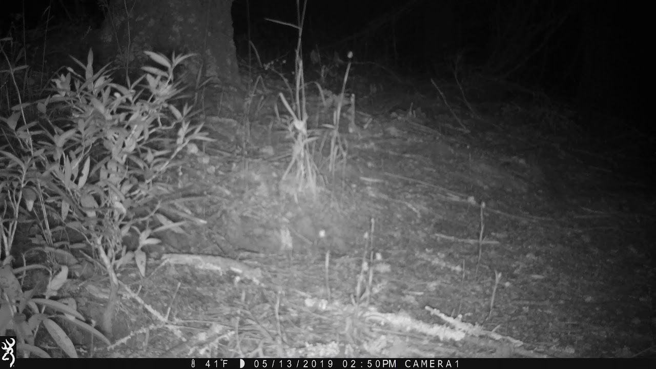 That Night Bobcat at Night again - YouTube