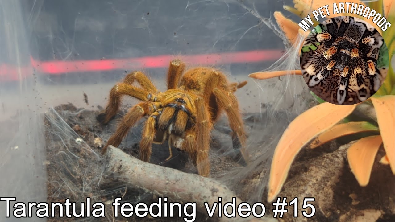 Tarantula feeding video #15 - YouTube