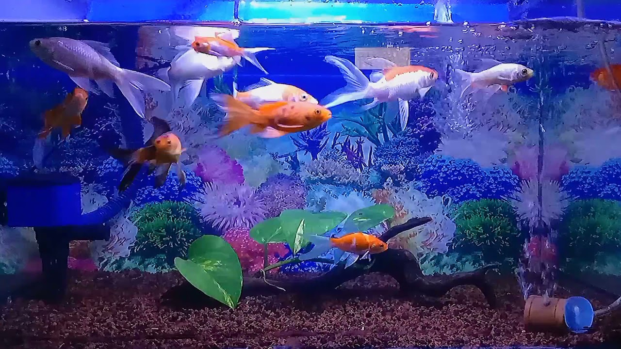 Keindahan Ikan komet slayer di aquarium #30detik - YouTube