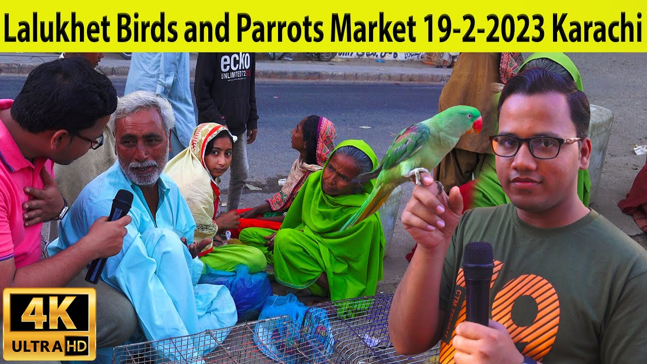 Lalukhet Exotic Birds Parrots Hen and Rooster Sunday Market Review 19-2 ...
