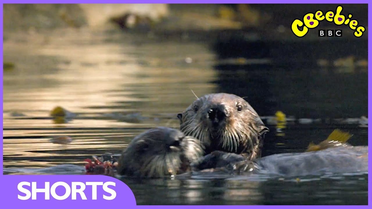 CBeebies | Andy's Baby Animals | Baby Otter has his breakfast - YouTube
