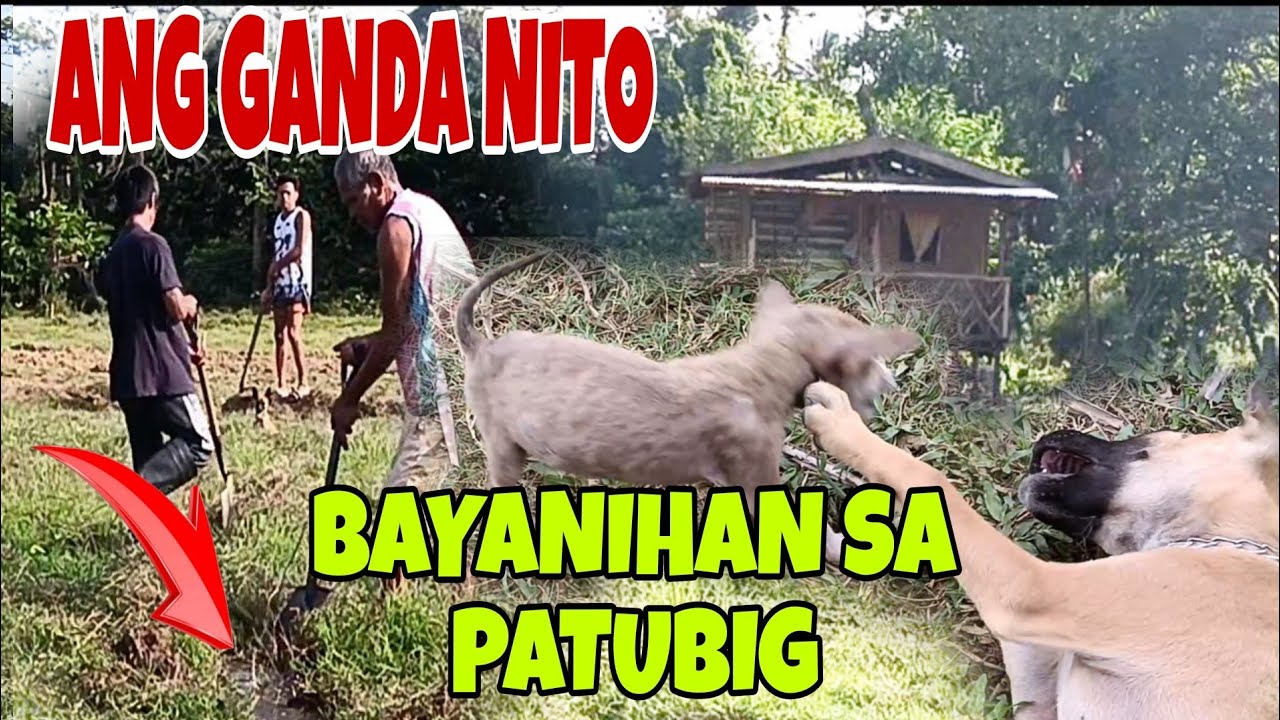 Patubig Sa Ating Garden Ang Lakas/Buhay Probinsya/Buhay Bukid.. - YouTube