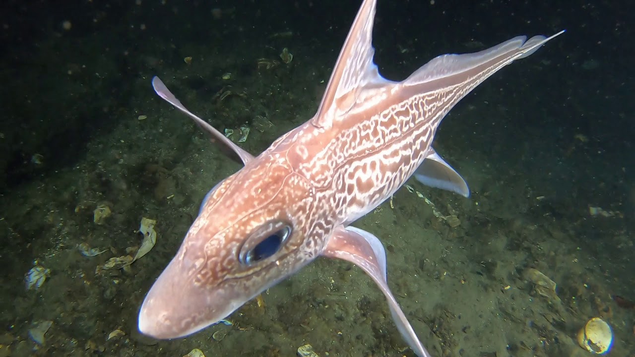 2020 Havmus dykk Bergen - YouTube