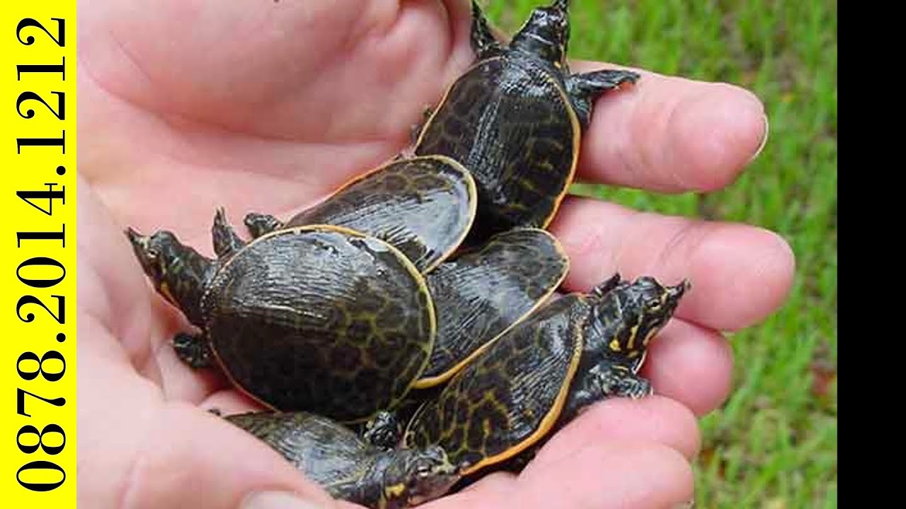 🔴 Minyak Bulus - Cara Budidaya Bulus Atau Labi Labi - YouTube