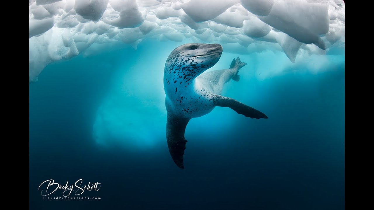 Leopard Seal Underwater