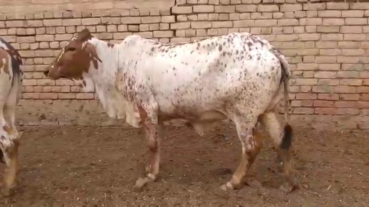 Beautifull cholistani hiefers for sale in pakistan - YouTube