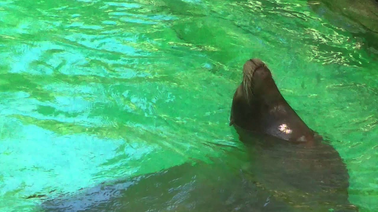 Cincinnati zoo spring 2014 - YouTube