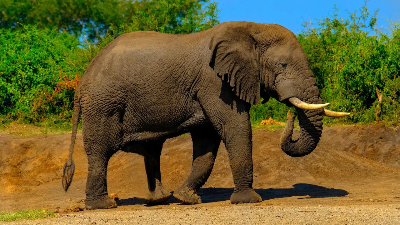 Elephant Sound Effect HD 4K - YouTube