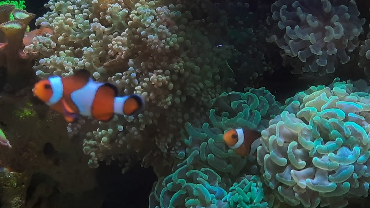 aquarium nemo dan anemon - YouTube