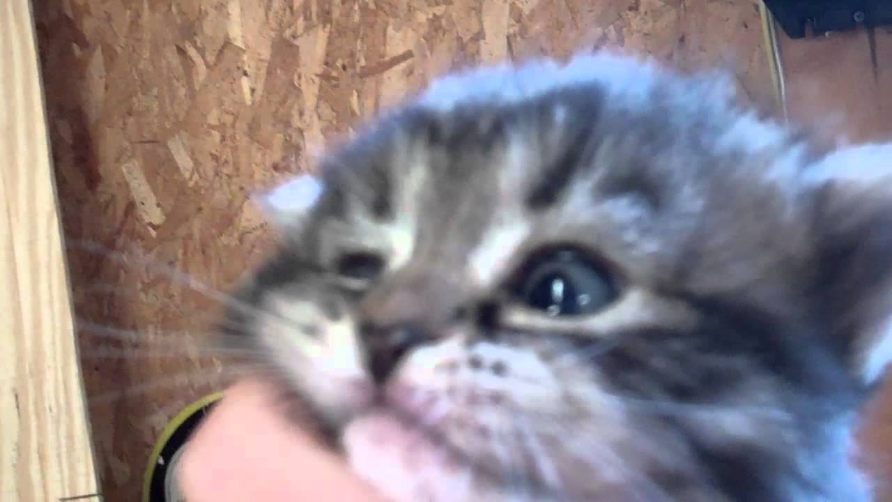 Cute baby kitten meowing - YouTube