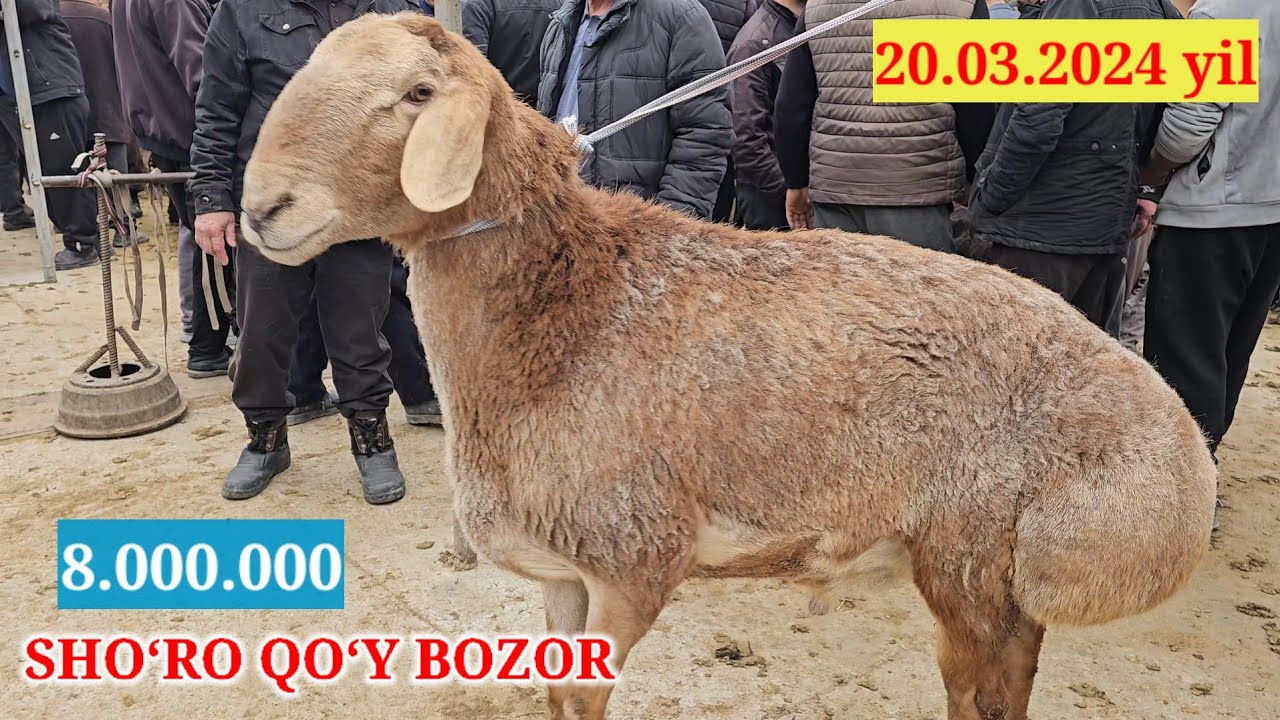 SHO‘RO QO‘Y BOZOR. ARASHAN EDILBAY XISORI QO‘Y QO‘ZILAR NARXLARI ZO‘R ...