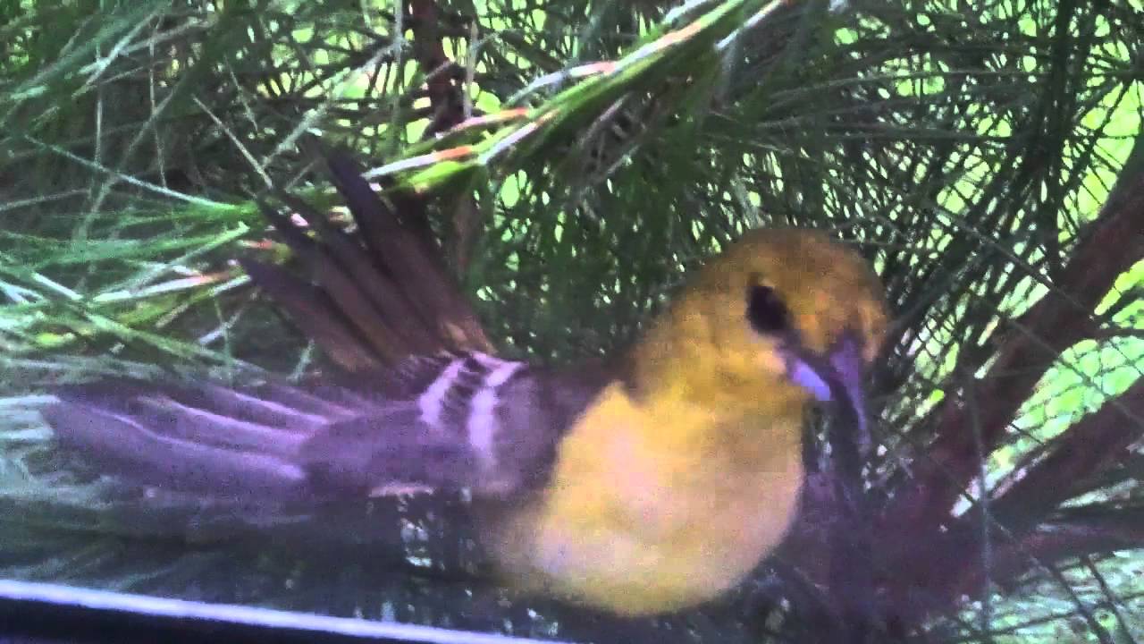 Bird Pecking at Window - YouTube