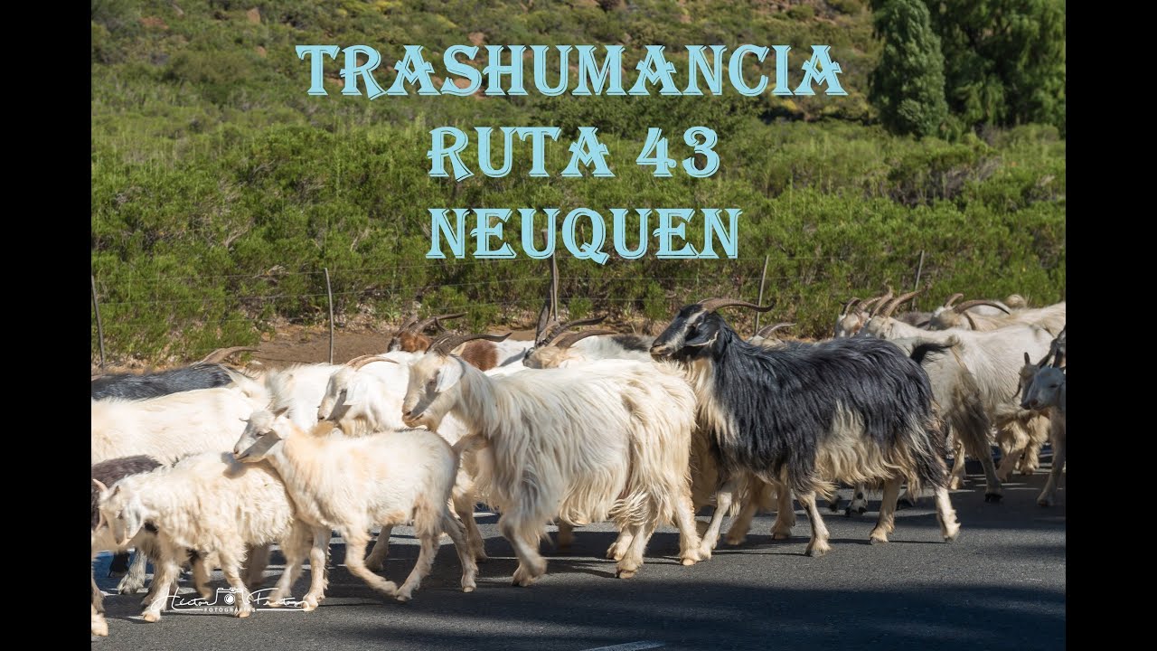 Trashumancia o Veranada/ Ruta 43/ Las Ovejas Neuquen) - YouTube