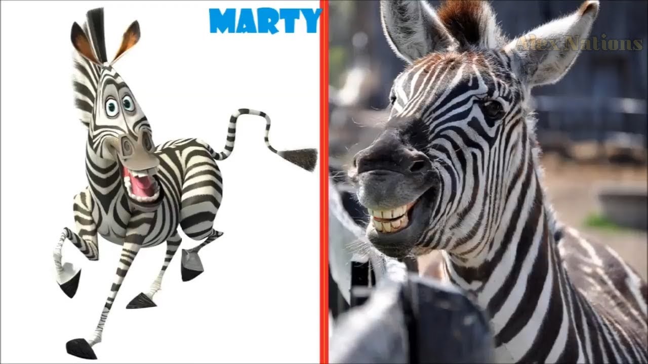Madagascar In Real Life Characters - YouTube