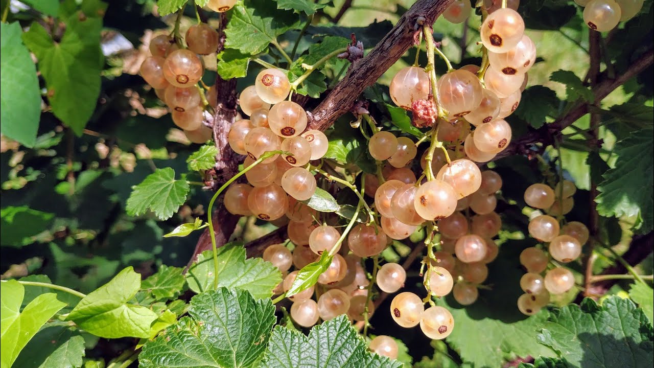 What is White Currant (Ribes rubrum)? - YouTube