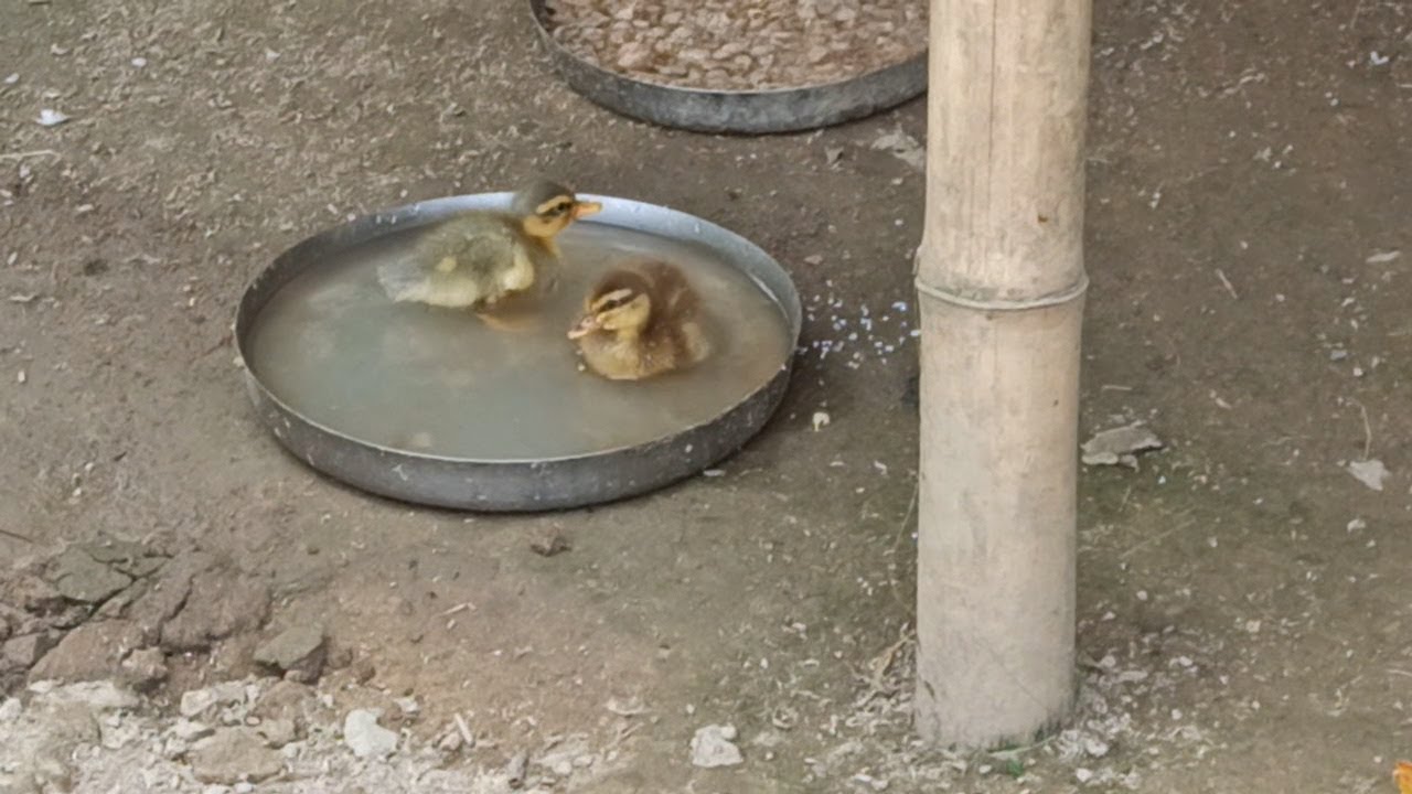 Cute baby duckling having fun - YouTube