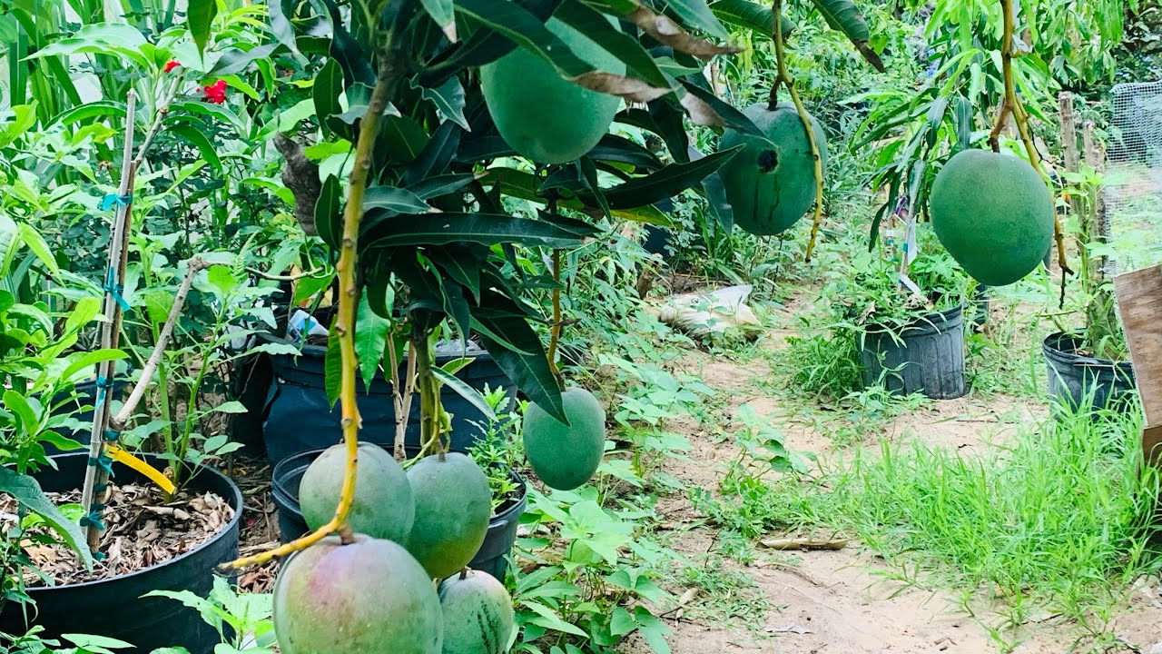 Growing mango 🥭 🥭 and harvest in my backyard garden Orlando Florida ...