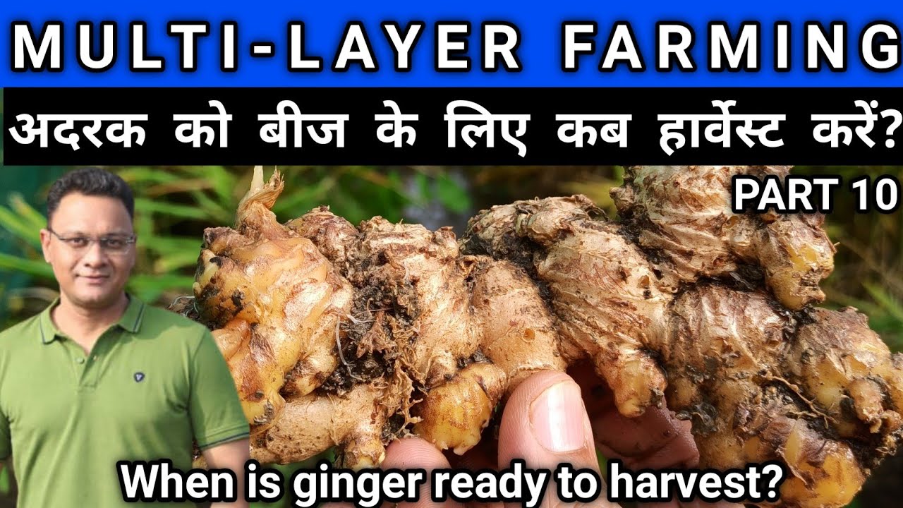 MULTILAYER FARMING | PART 10 | AKASH CHAURASIA'S MULTI-LAYER MODEL ...