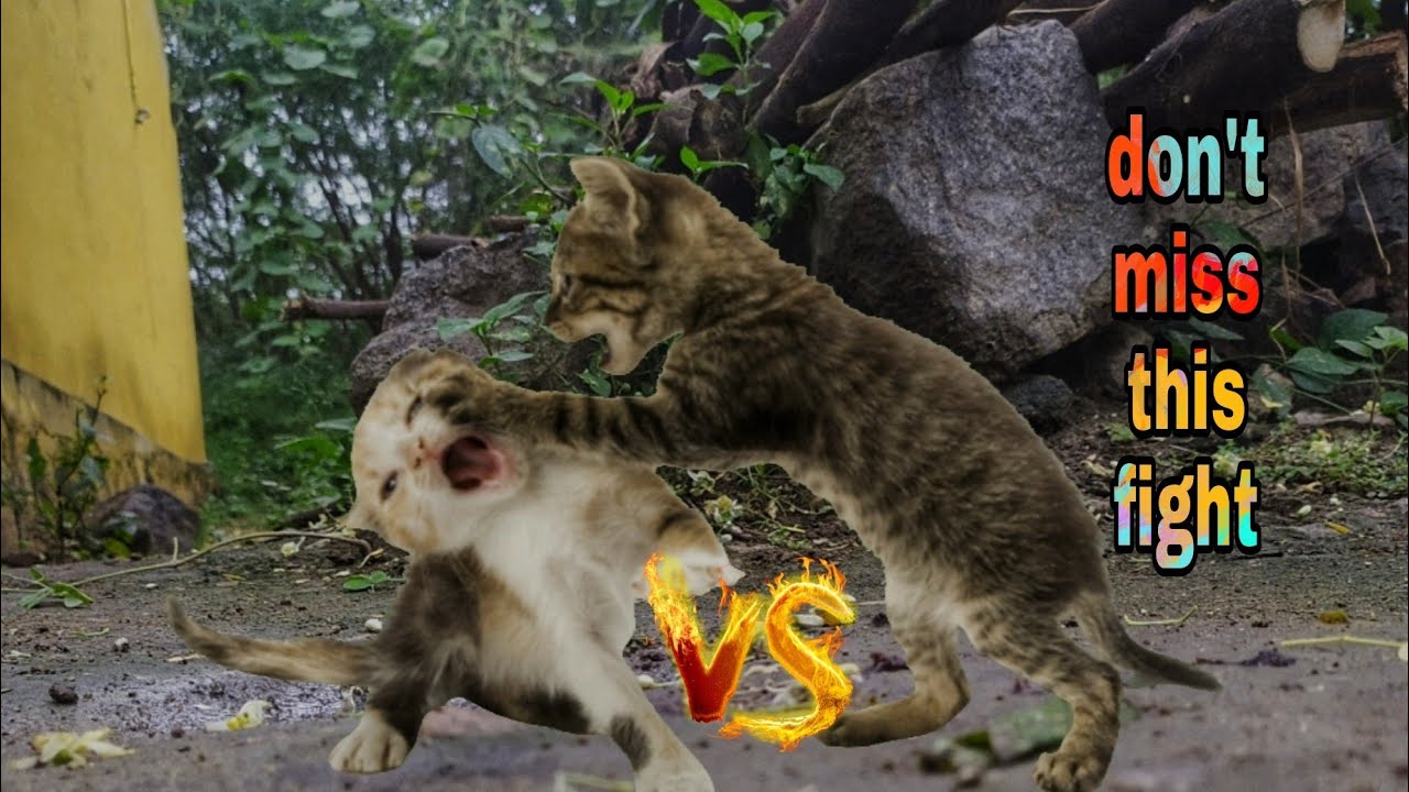 cute cat fight // cat vs cat // real cat🐈fight. - YouTube