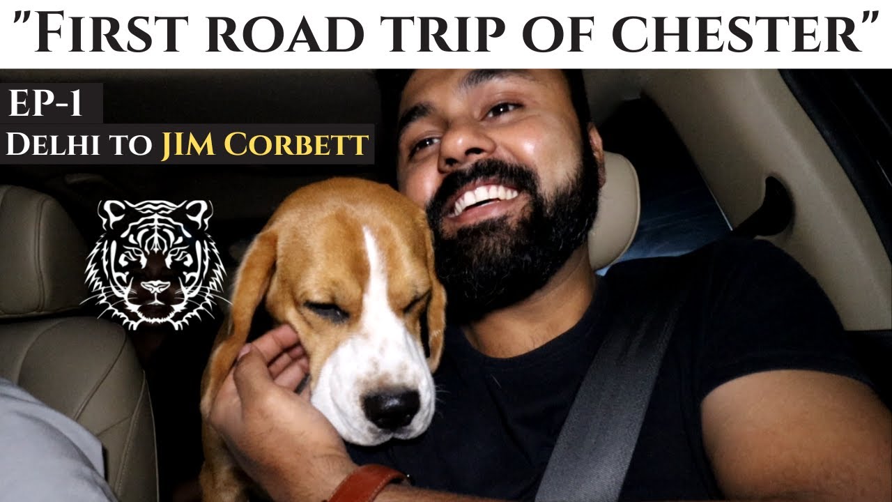 Road trip with beagle dog to Jim Corbett National Park - YouTube