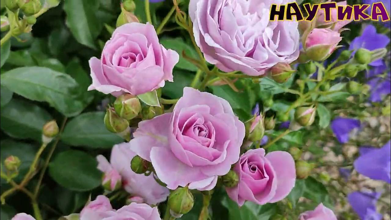 Цветение роз Мэри Роуз, Мерхенцаубер, Мэри Энн, Наутика, Омаж а Барбара ...
