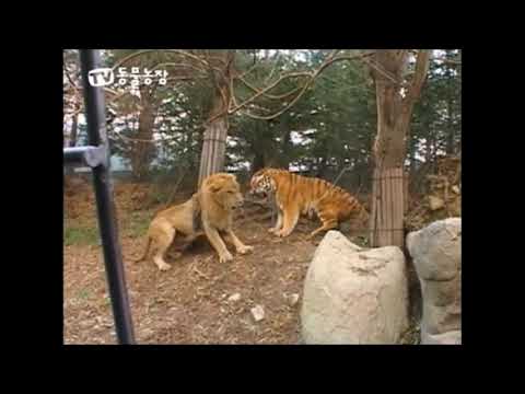 Tiger vs Lion - The damage from Final 16's famous Paw Strikes. Clear ...