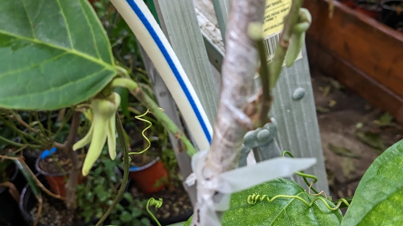 Pierce Cherimoya scion blooming a month after grafting. - YouTube
