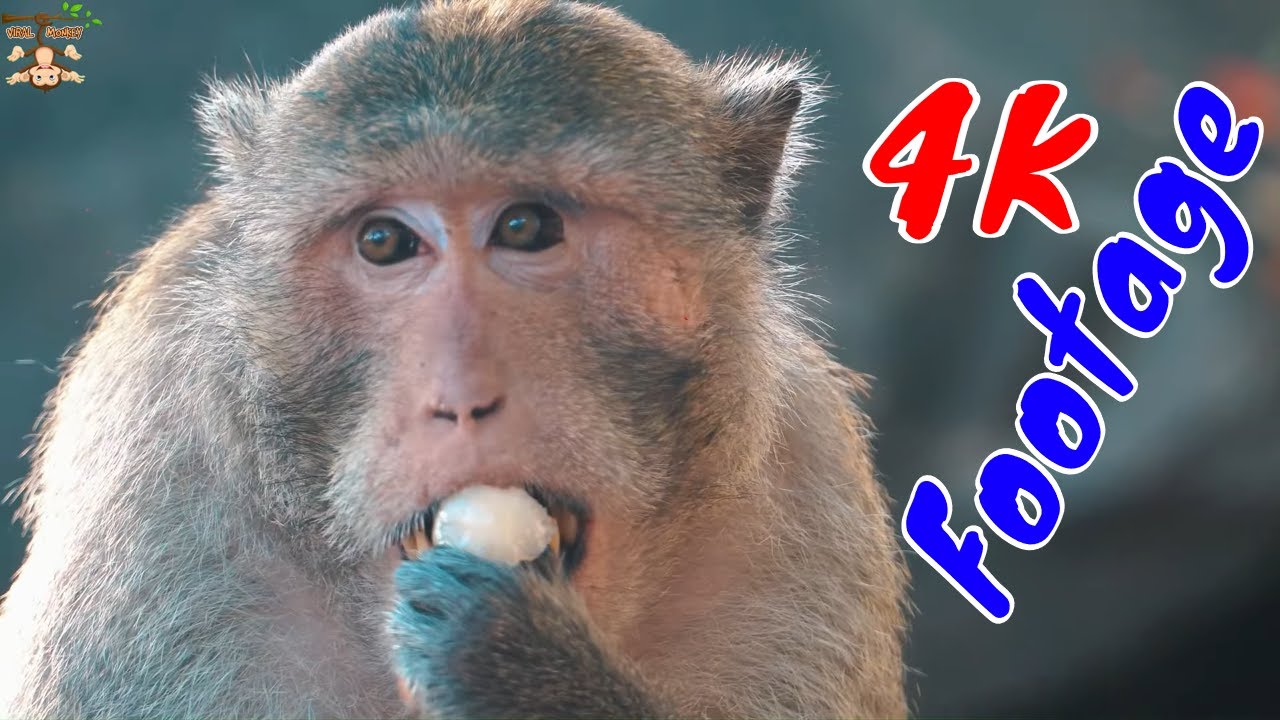 4K Quality Animal Footage - Monkeys Beautiful Scenes Episode 34 | Viral ...