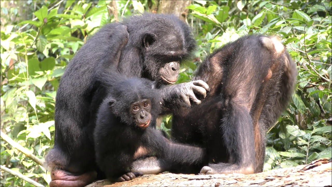How Cute Wild Bonobos are! Mother and Infants Social Play of Tickling ...