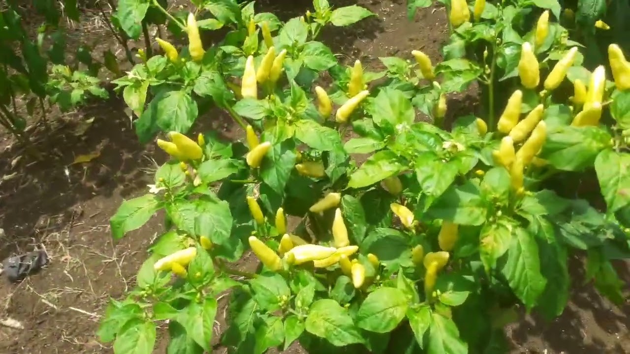 Pertumbuhan Cabe Rawit Ori 212 Umur 62 Hari Sudah Penuh Dengan Buah ...