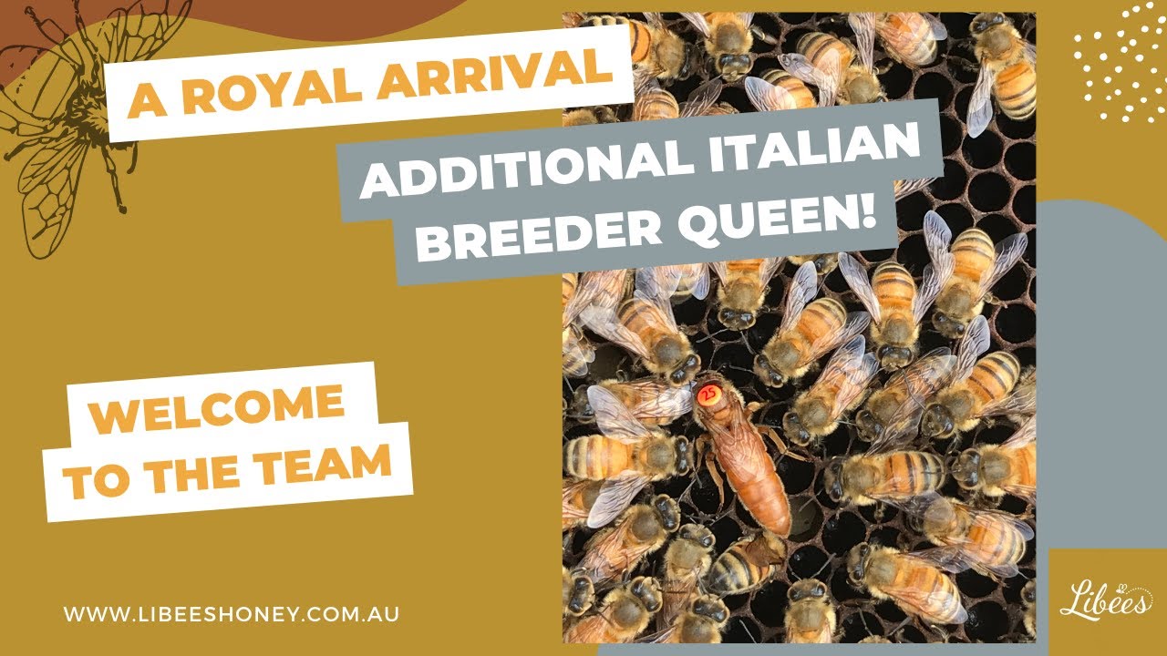 Ep 139: A Royal Arrival: Welcoming our New Italian Breeder Queen - YouTube
