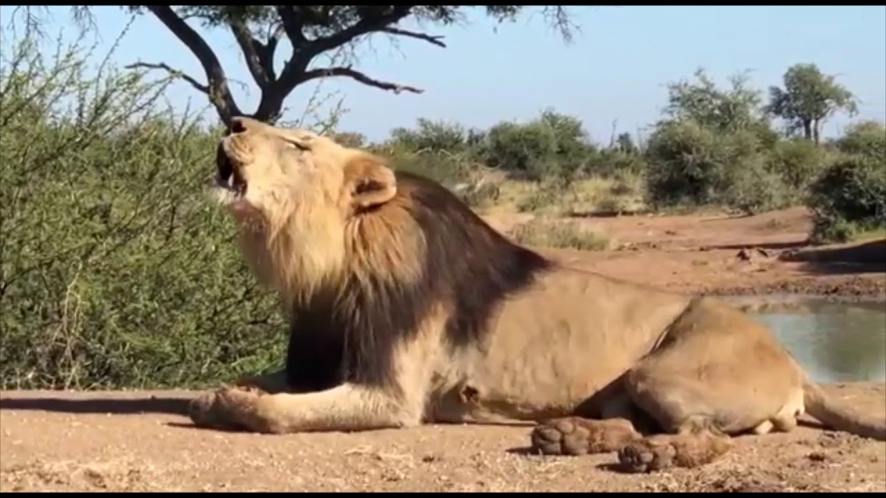 Kruger National Park Lion Roar - Africa Moja Tours - YouTube