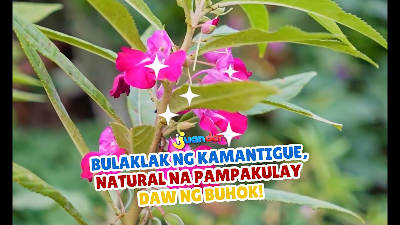 Bulaklak ng kamantigue, natural na pampakulay daw ng buhok! | I Juander ...