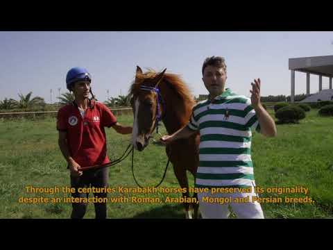 58. Azerbaijani Karabakh horses - the pearls of Nagorno-Karabakh region of Azerbaijan
