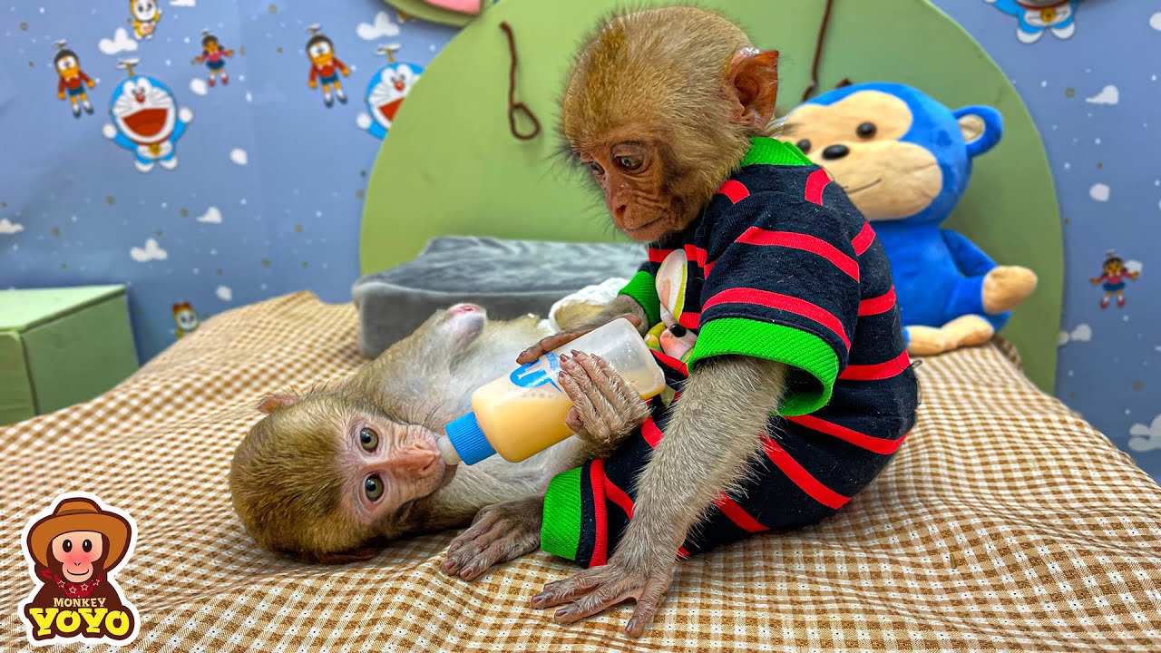 Monkey YiYi loves poor armless monkey so much - YouTube
