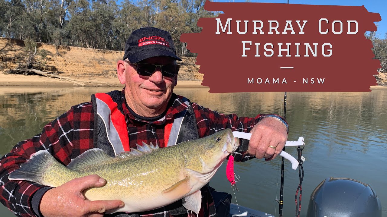 Murray Cod Fishing - Moama NSW - YouTube