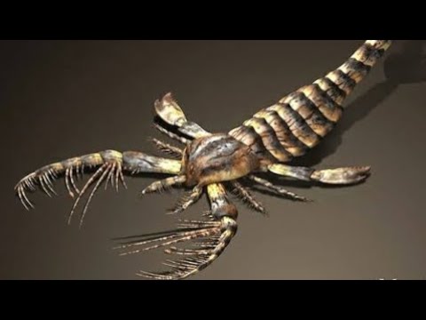 megalograptus : sea monsters - YouTube