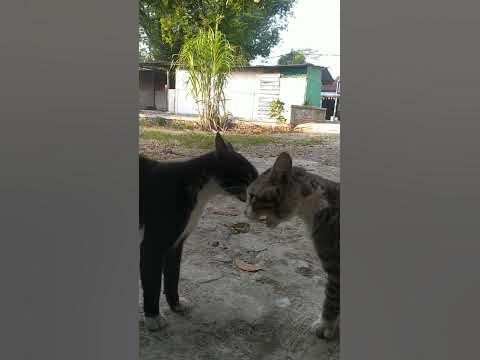 KUCING BERANTEM SIAPAKAH YANG MENANG 😂 #kucinglucu#berantem#catlover#shorts - YouTube