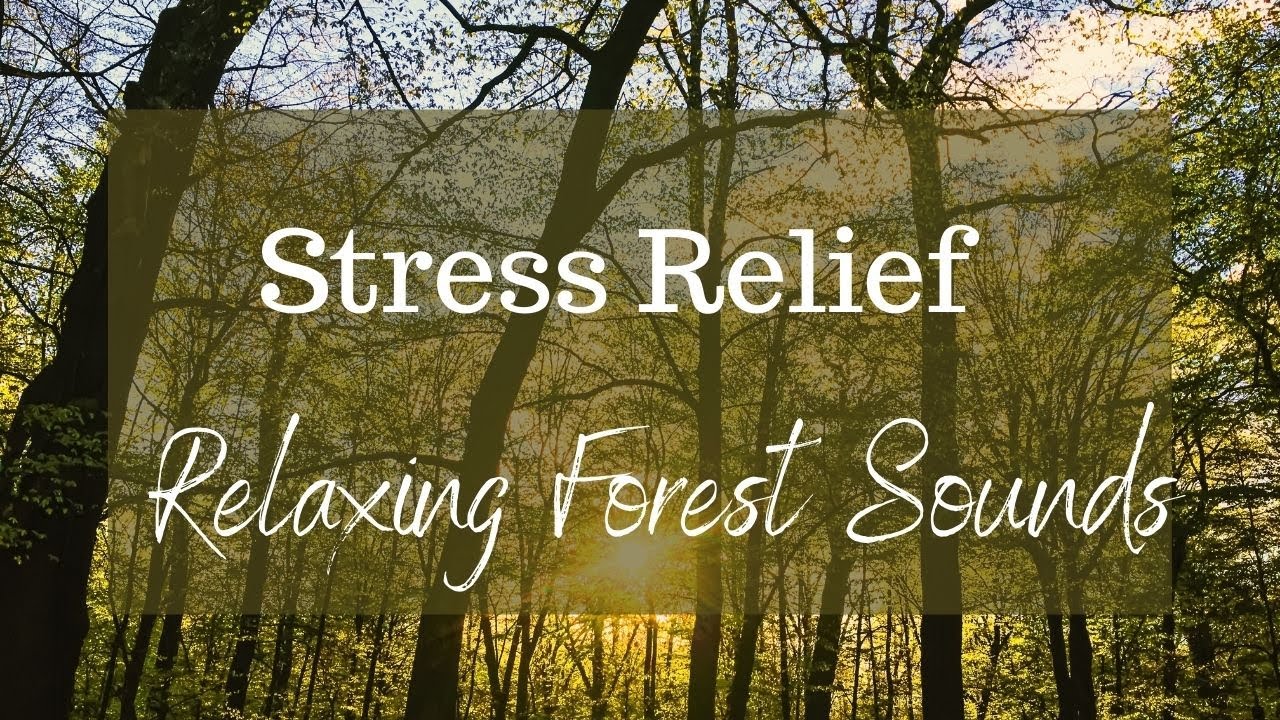 3 Hour Stress Relief -Relaxing Nature Forest Sounds - YouTube