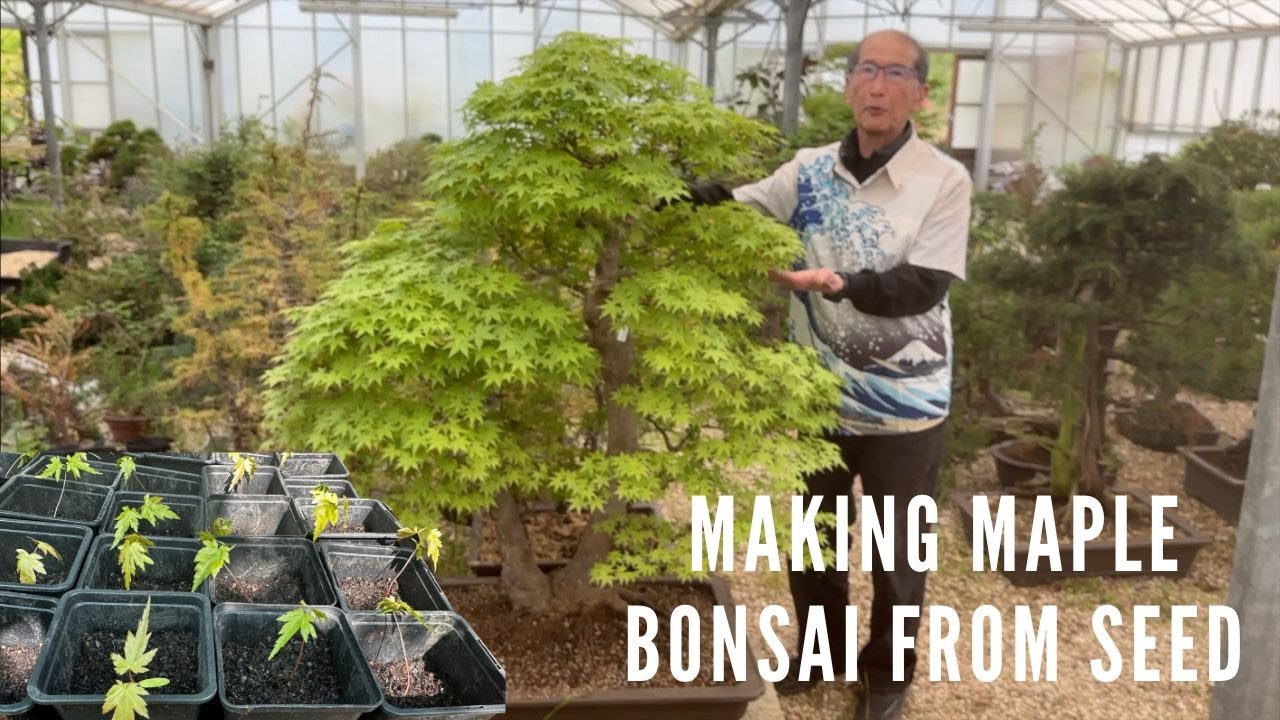 Making Maple Bonsai From Seed - YouTube