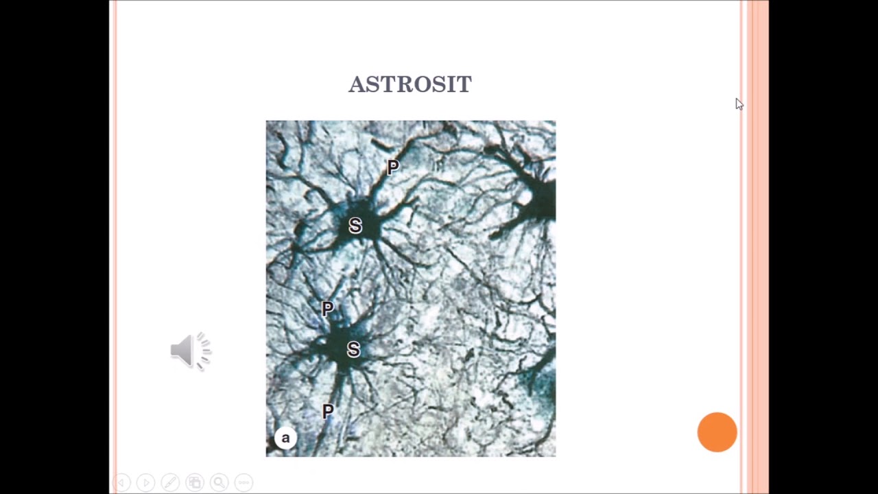 kuliah online 11 struktur mikroskopis systema nervosum periphericum ...