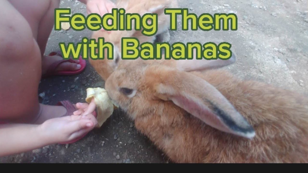 Feeding The Rabbits #Philippines - YouTube