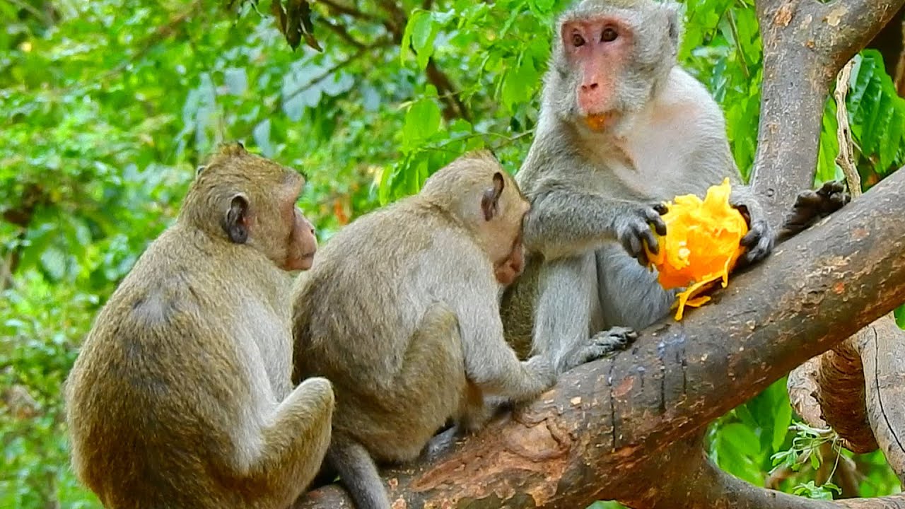 only one mango for Jane and Jazzy and Jonna hadn't it could Jane to ...