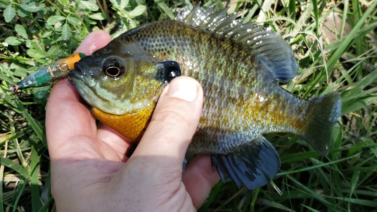 Bluegill Fishing STORM Hopper Popper 1st Cast - YouTube