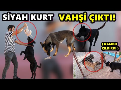 SİYAH KURT PİTBULL İLE ANLAŞAMIYOR! ( NAMUS DAVASI )